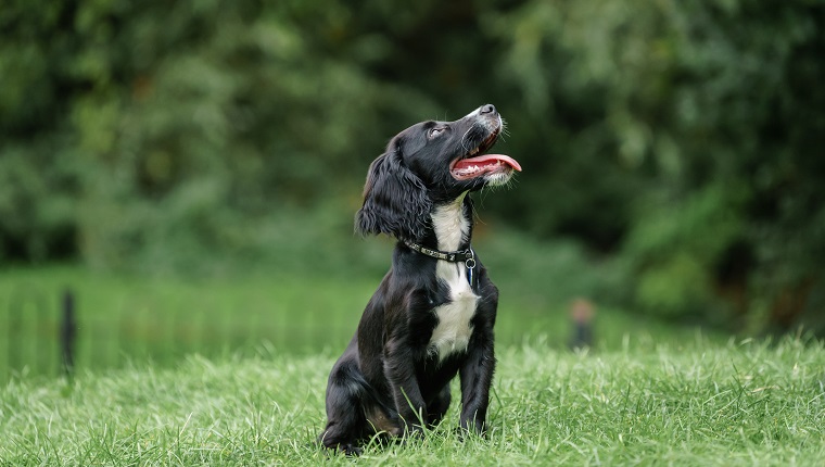 Springador Dog Breed Information & Characteristics