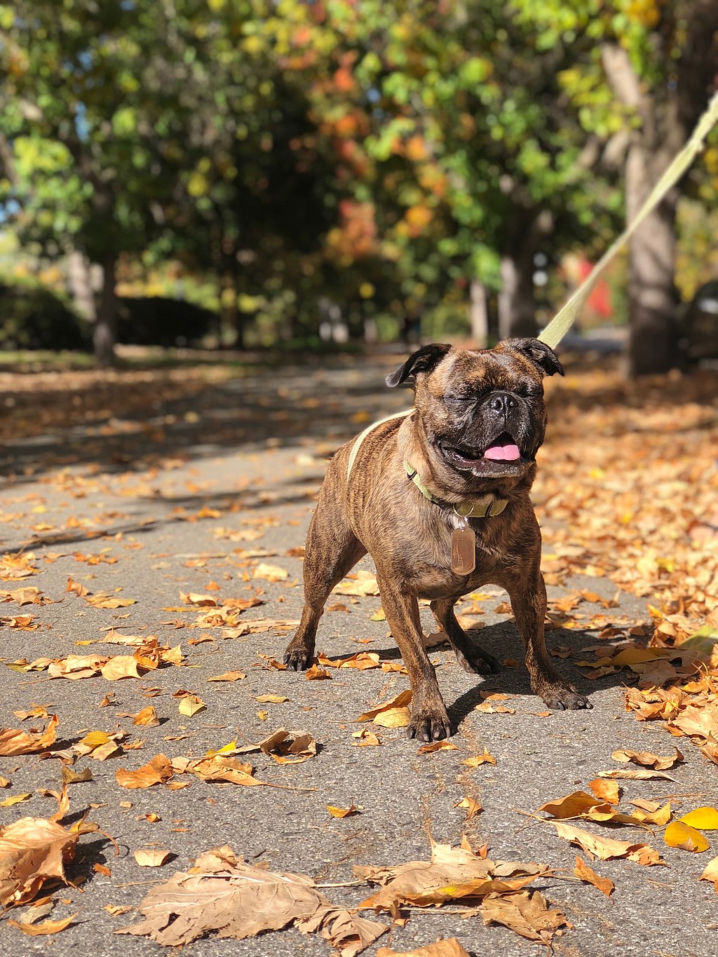 Bugg Dog Breed Information & Characteristics