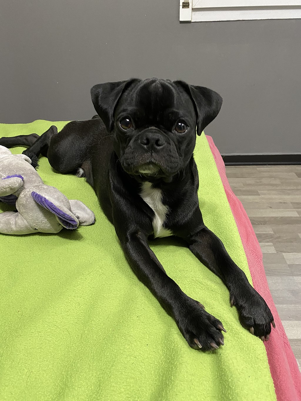 Bugg Dog Breed Information & Characteristics