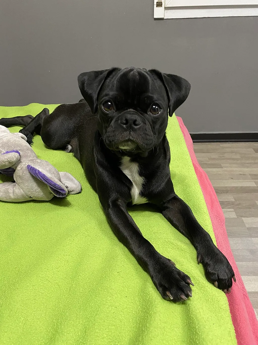 Bugg Dog Breed Information & Characteristics