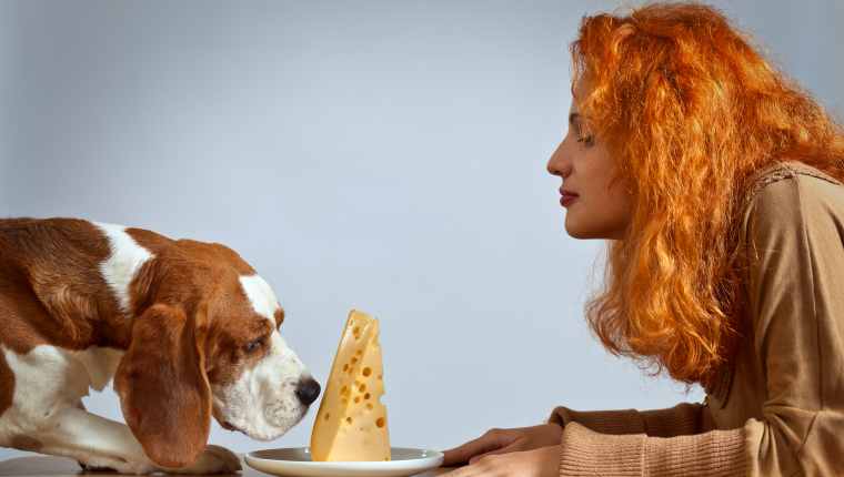 Can Dogs Eat Cheese? Is Cheese Safe For Dogs? - DogTime