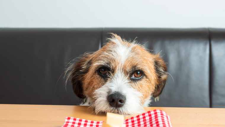 Can Dogs Eat Cheese? Is Cheese Safe For Dogs? - DogTime