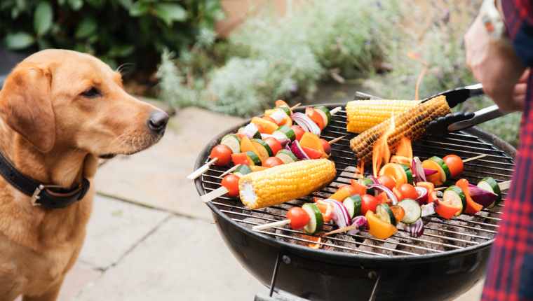 Can Dogs Eat Corn? Is Corn Safe For Dogs? - DogTime