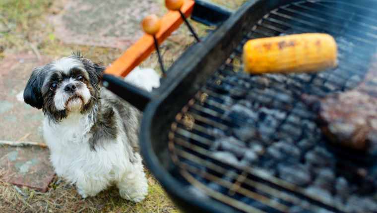 Can Dogs Eat Corn? Is Corn Safe For Dogs? - DogTime