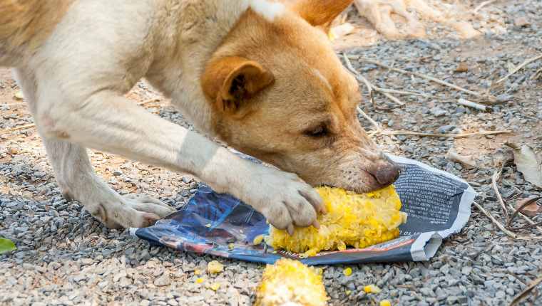 Can Dogs Eat Corn? Is Corn Safe For Dogs? - DogTime