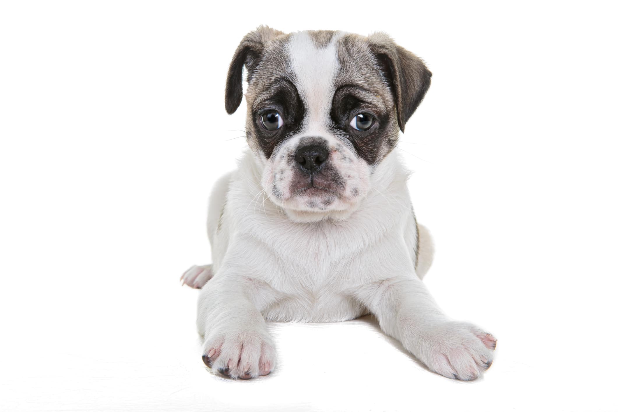 Bugg Dog Breed Information & Characteristics