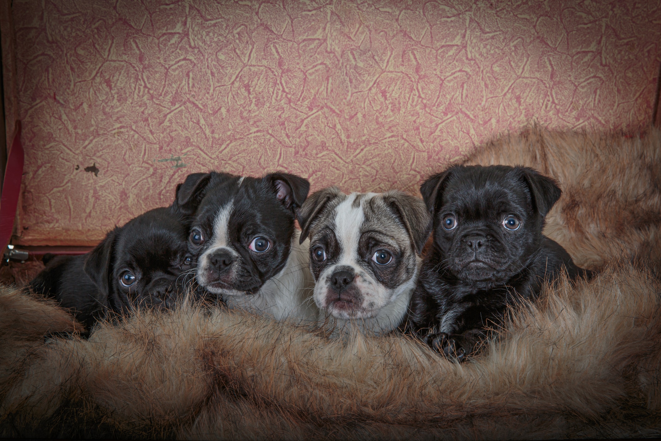 Bugg Dog Breed Information & Characteristics