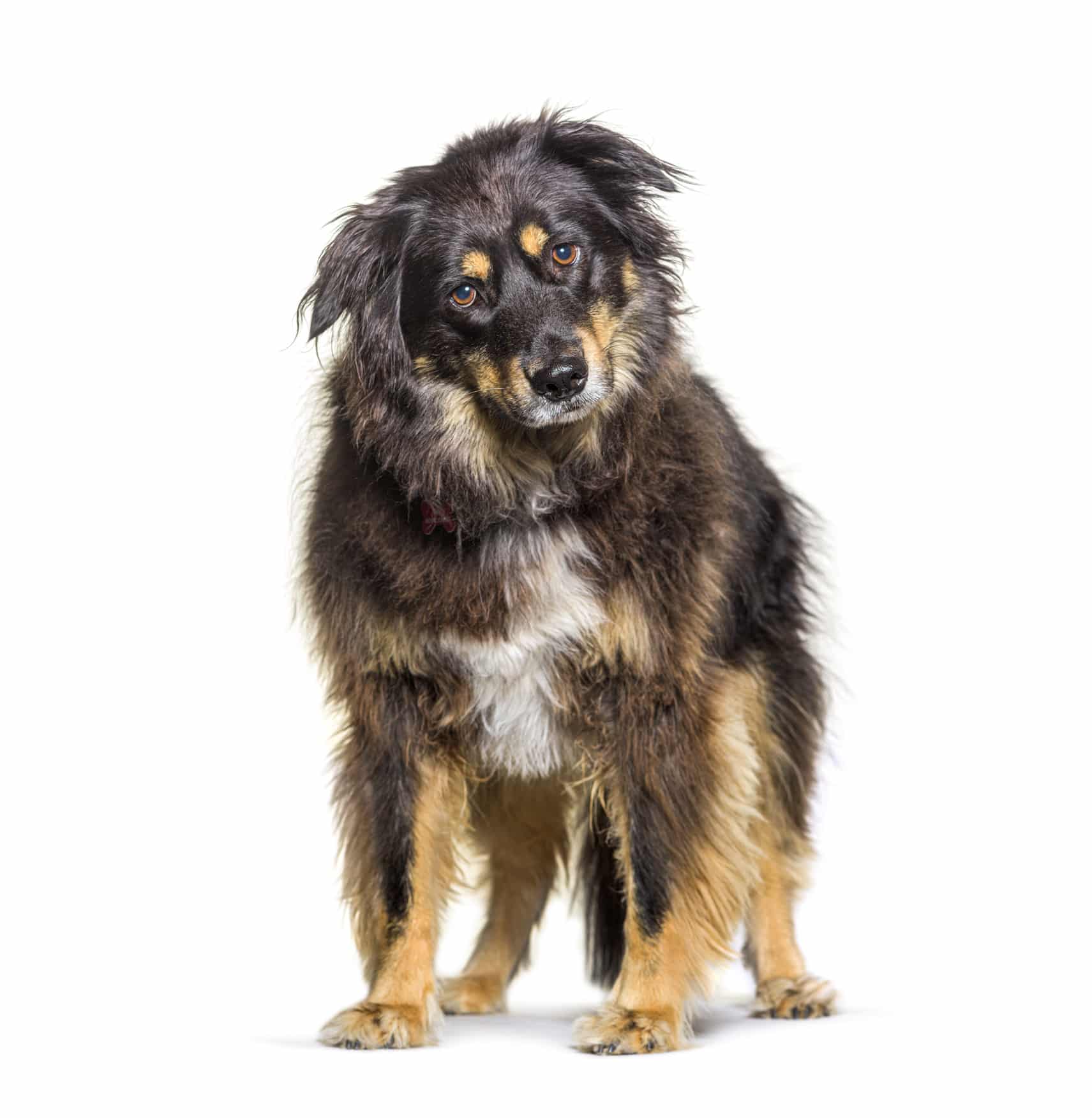 Shollie Dog Breed Information & Characteristics