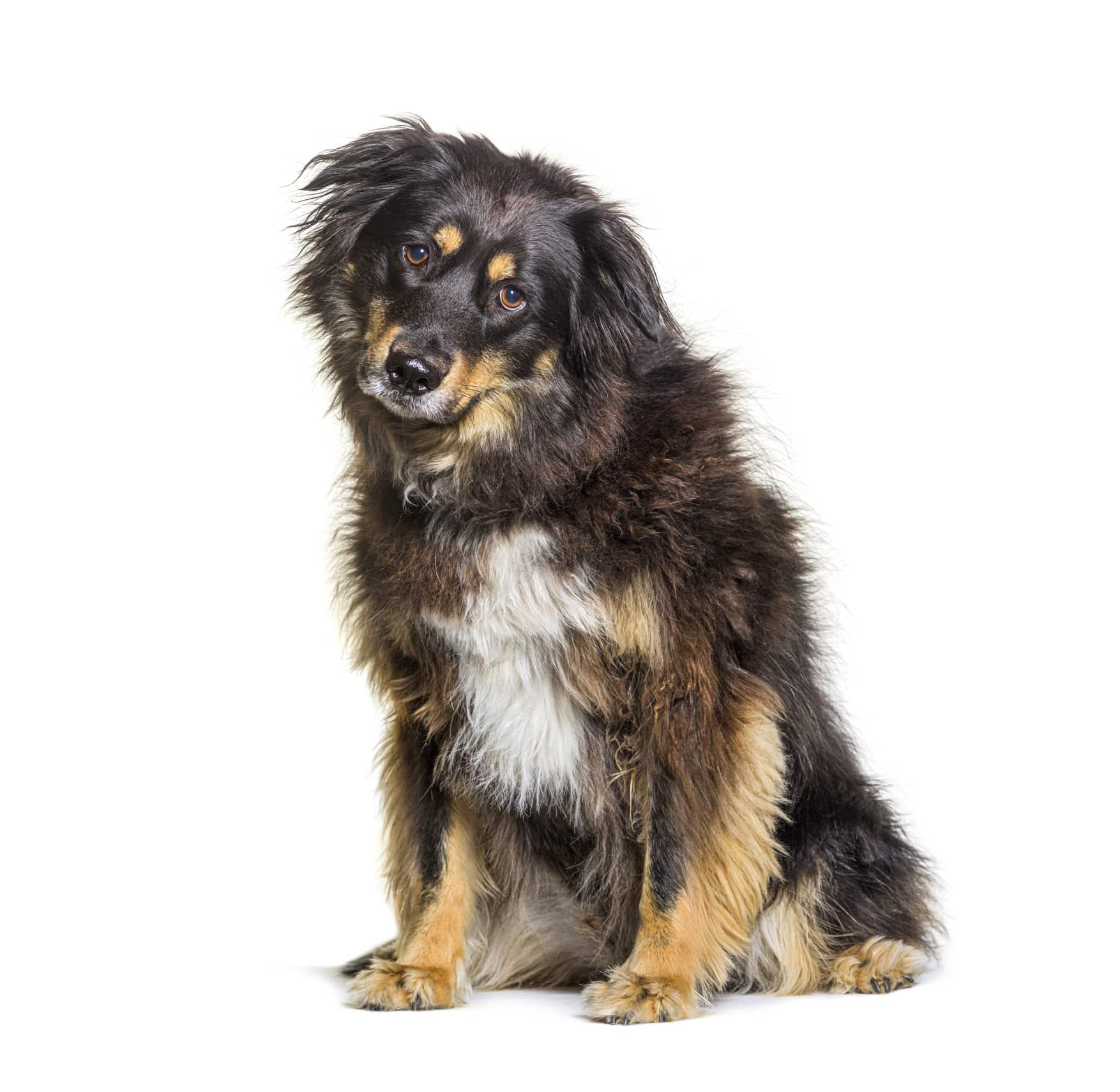 Shollie Dog Breed Information & Characteristics