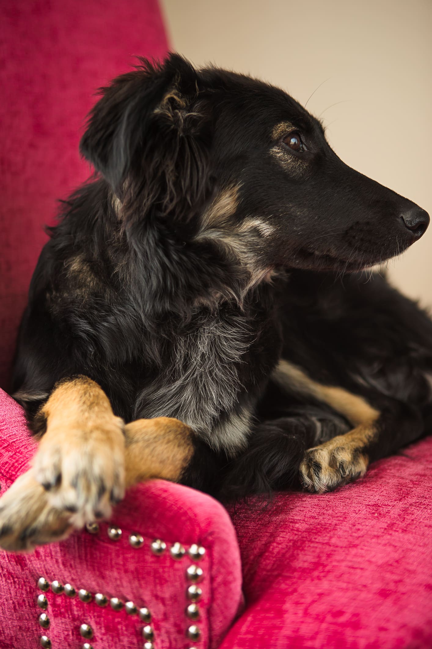 Shollie Dog Breed Information & Characteristics