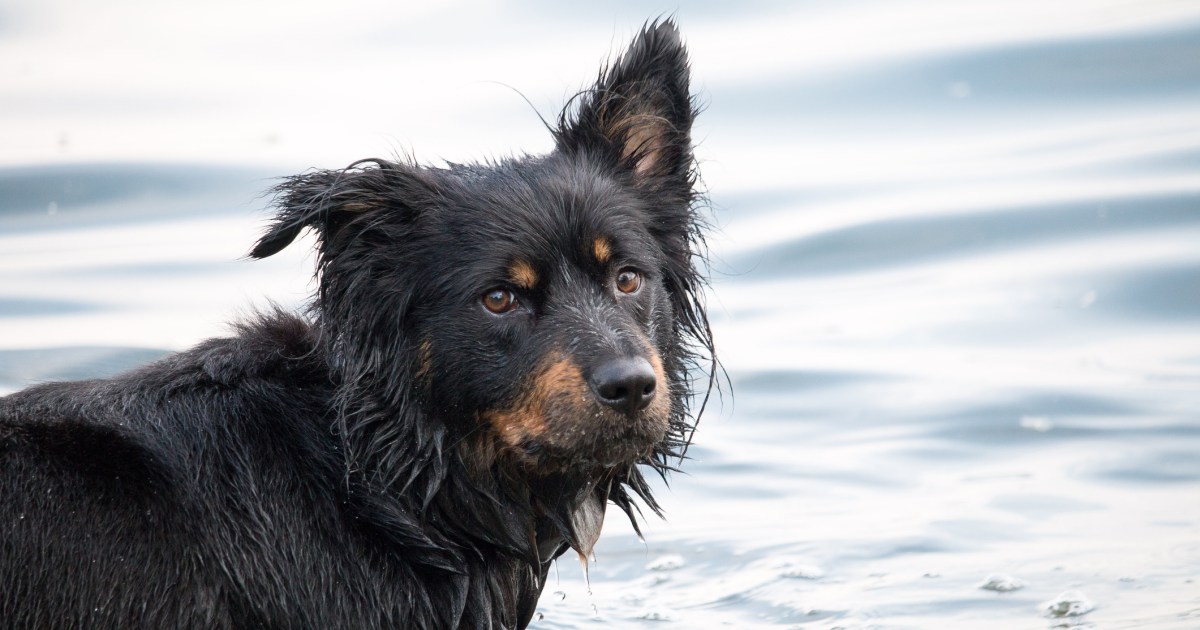 Shollie Dog Breed Information & Characteristics