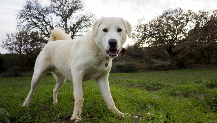 Akbash Dog Breed Pictures, Characteristics, & Facts