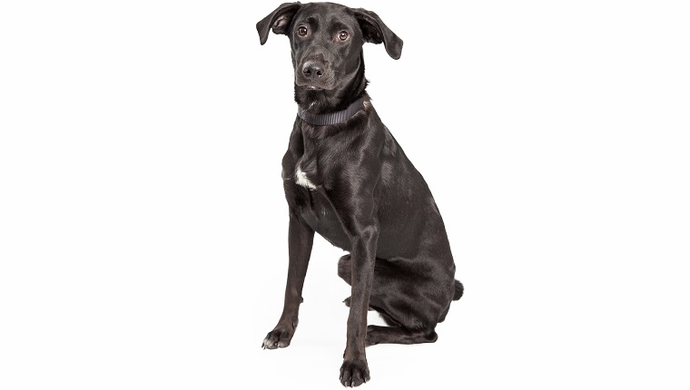 Australian Shepherd Lab Mixed Dog Breed Pictures, Characteristics, & Facts