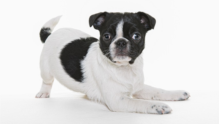 Bugg Mixed Dog Breed Pictures, Characteristics, & Facts