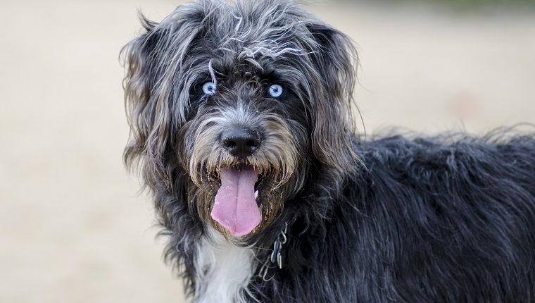 Pitbull Poodle Mix Puppies