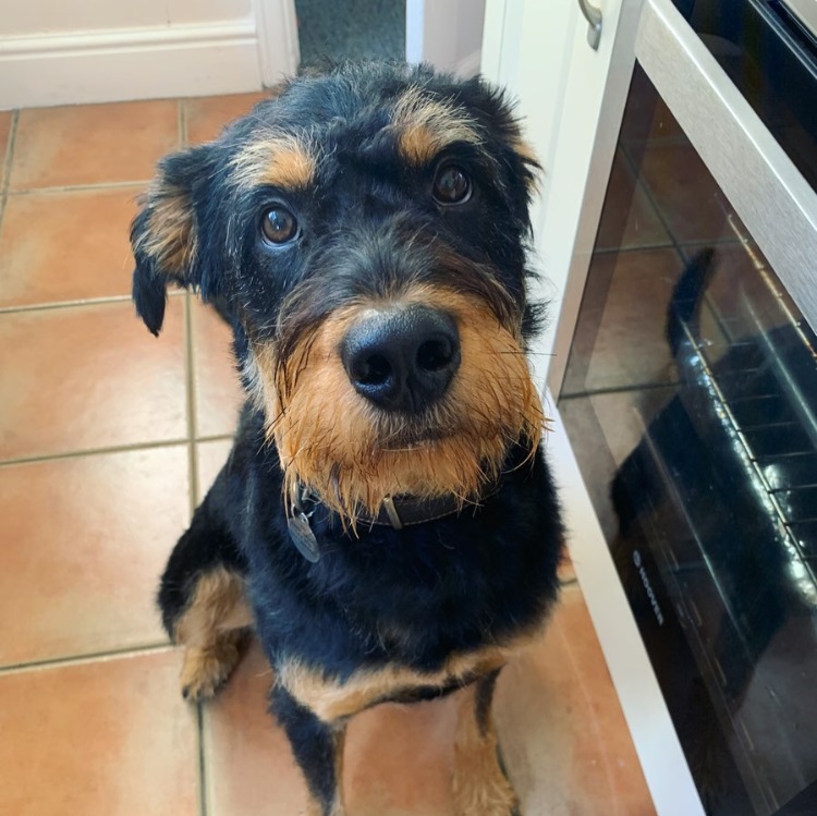 Rottle Mixed Dog Breed Pictures, Characteristics, & Facts