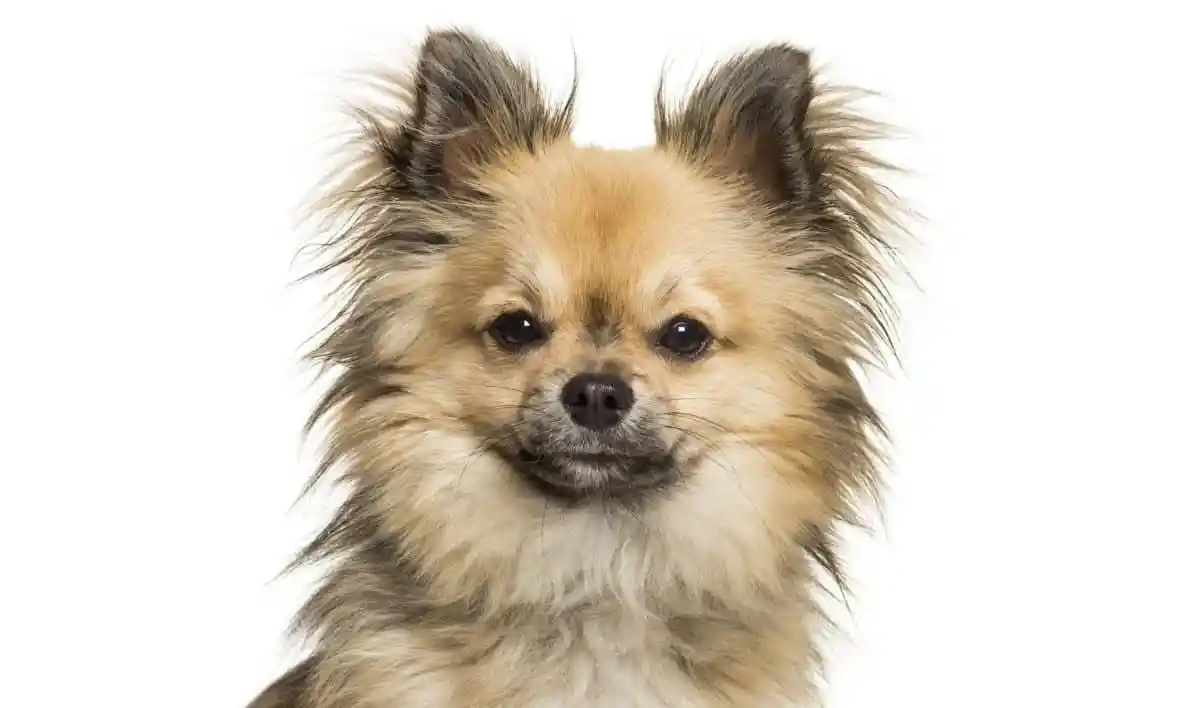 Chi Chi Dog Breed Information & Characteristics