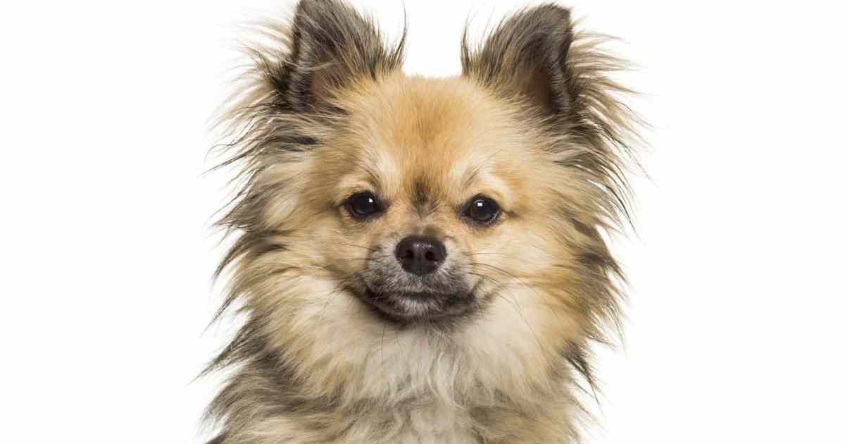 Chi Chi Dog Breed Information & Characteristics
