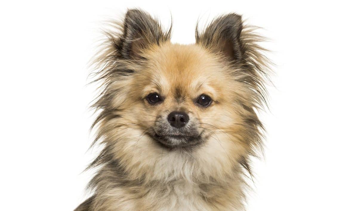 Chi Chi Dog Breed Information & Characteristics