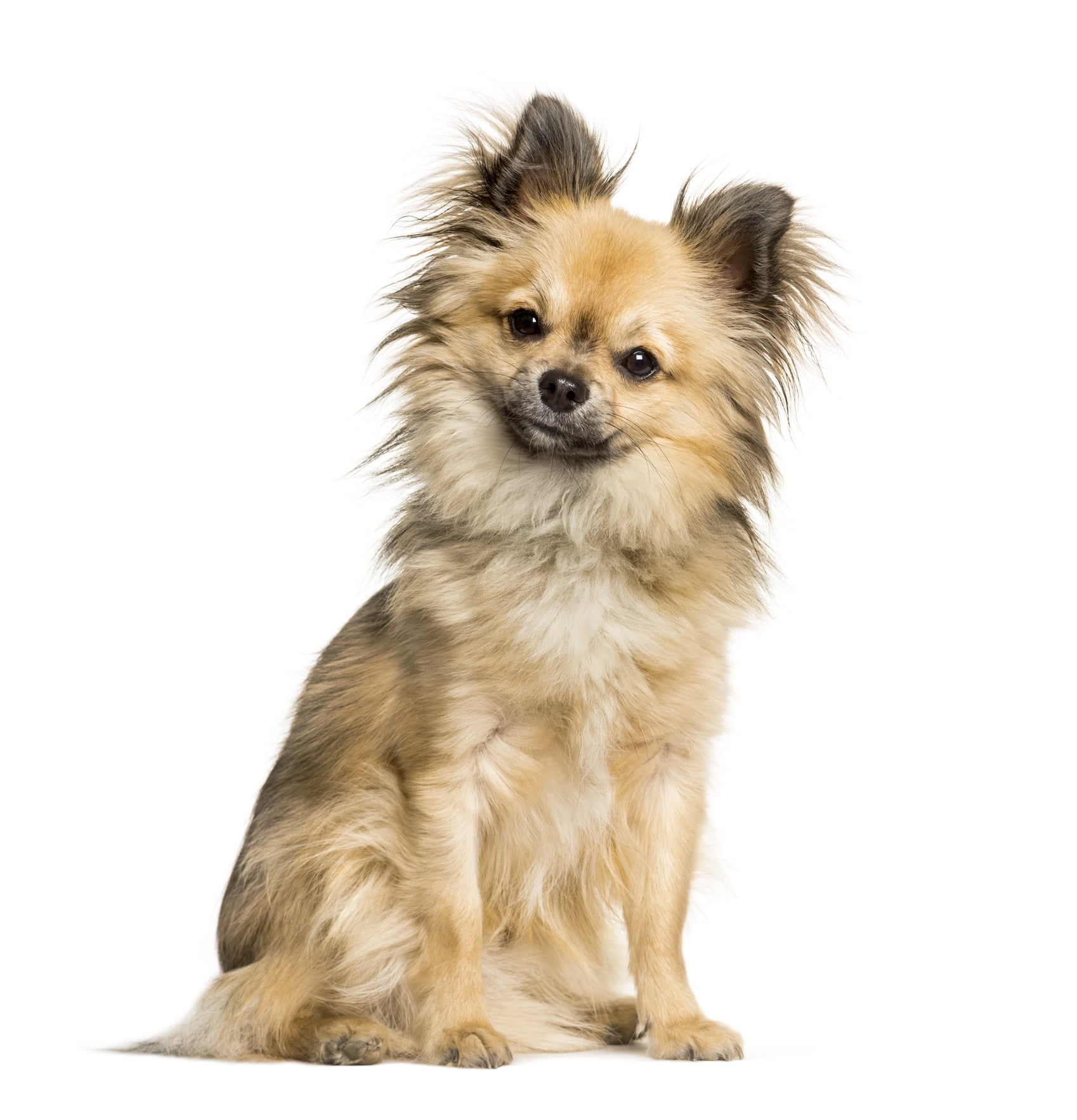 Chi Chi Dog Breed Information & Characteristics