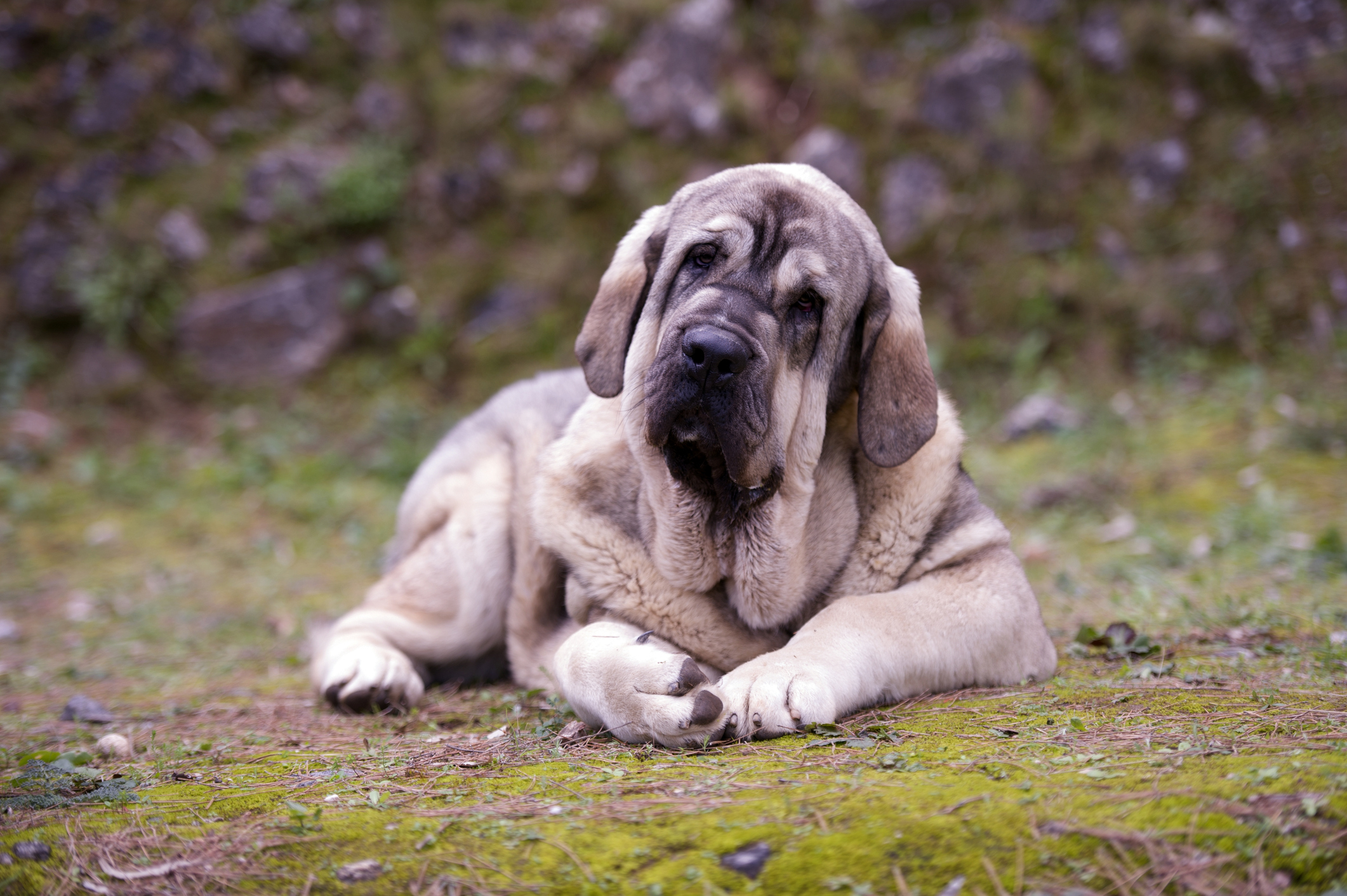 Spanish Mastiff Dog Breed Information & Characteristics