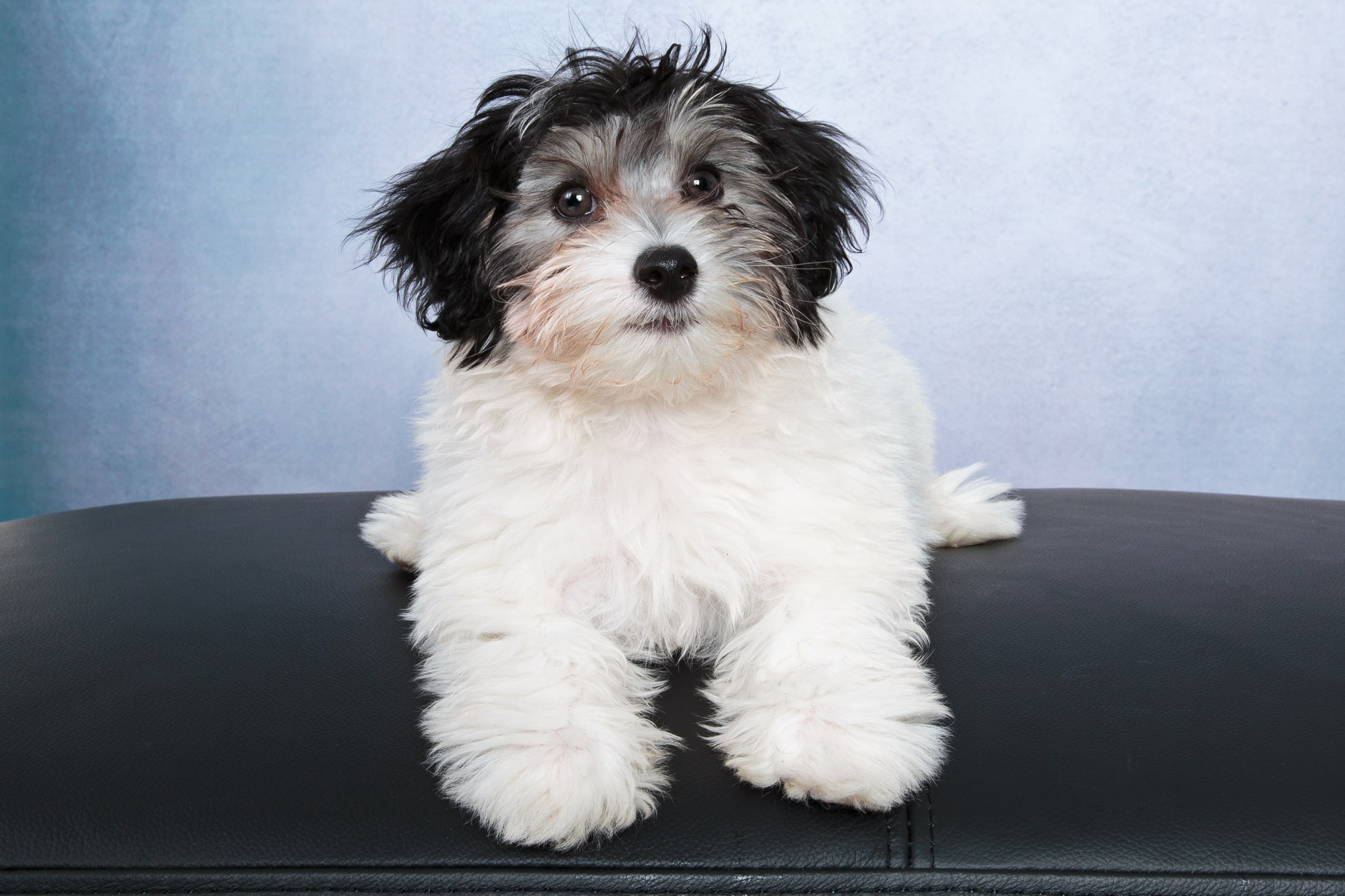 Papipoo Dog Breed Information & Characteristics