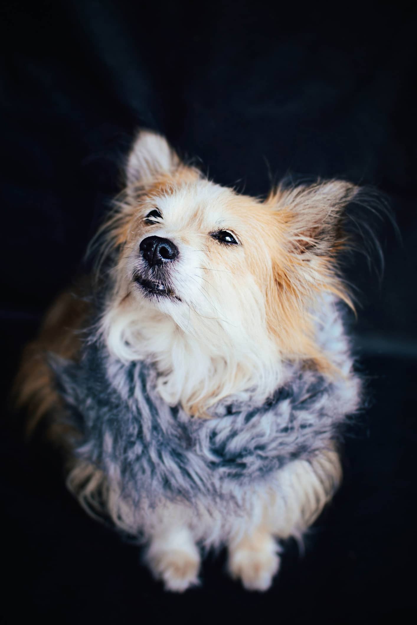 Chorkie Dog Breed Information & Characteristics