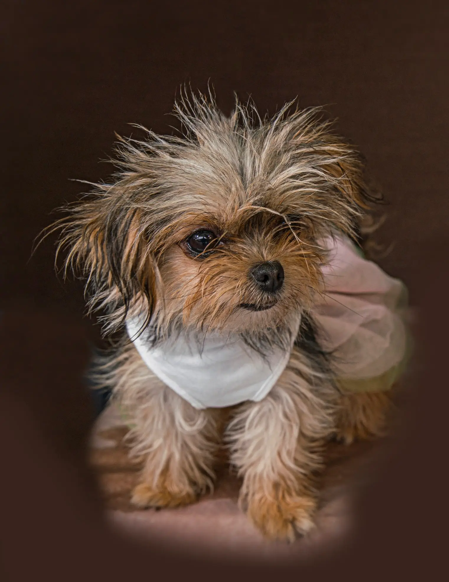 Chorkie Dog Breed Information & Characteristics