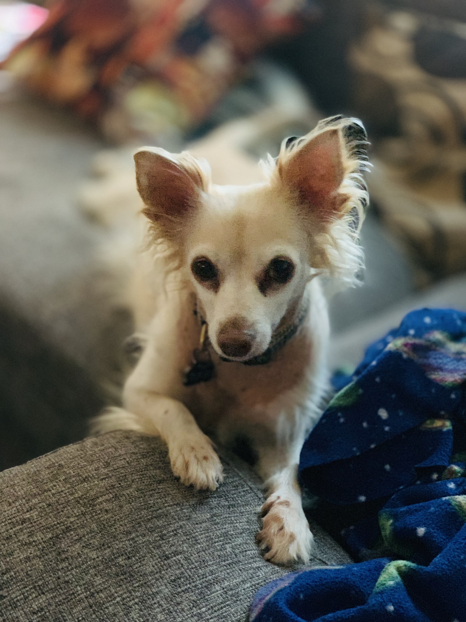 Chi Chi Dog Breed Information & Characteristics