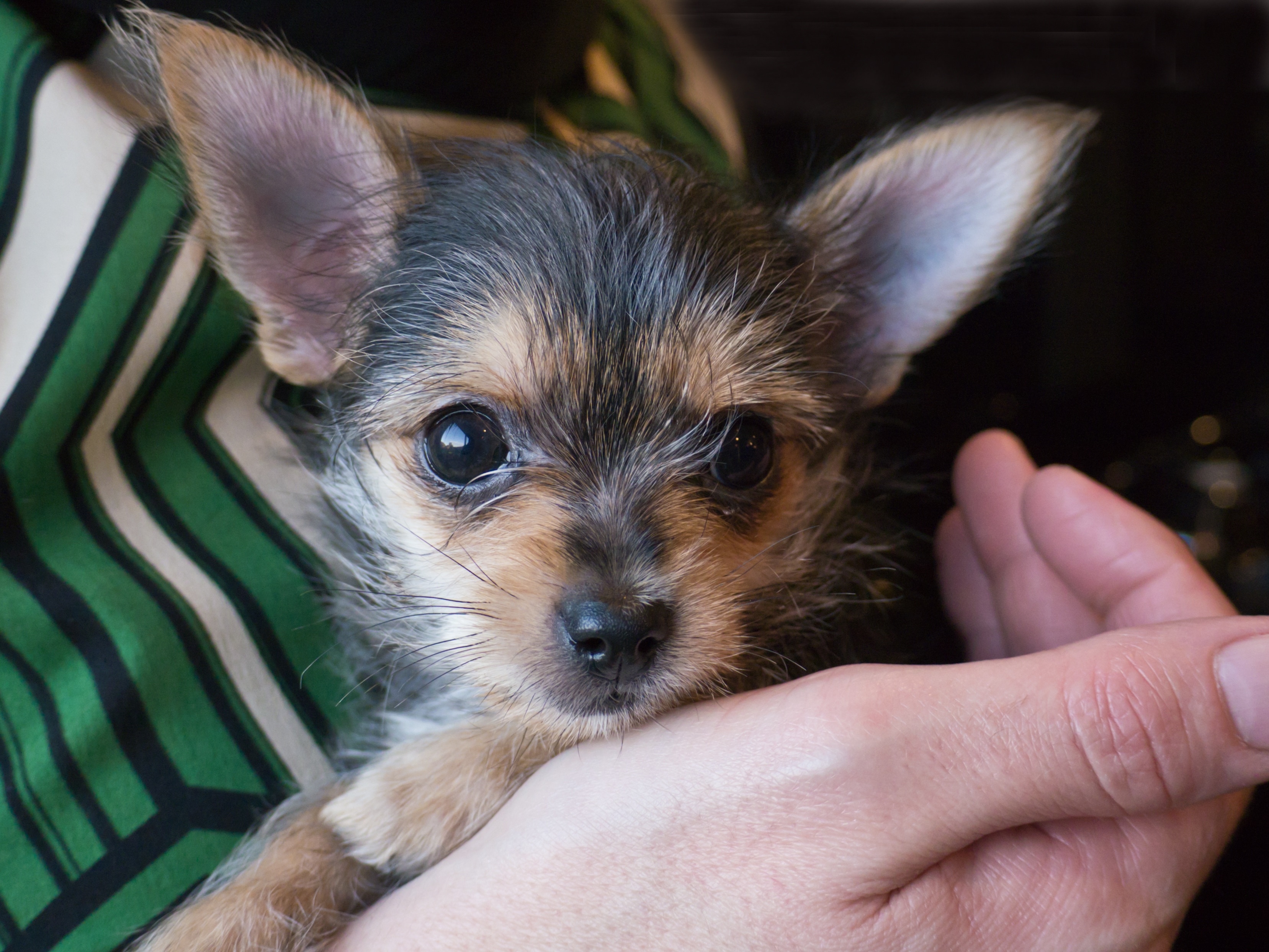 Chorkie Dog Breed Information & Characteristics