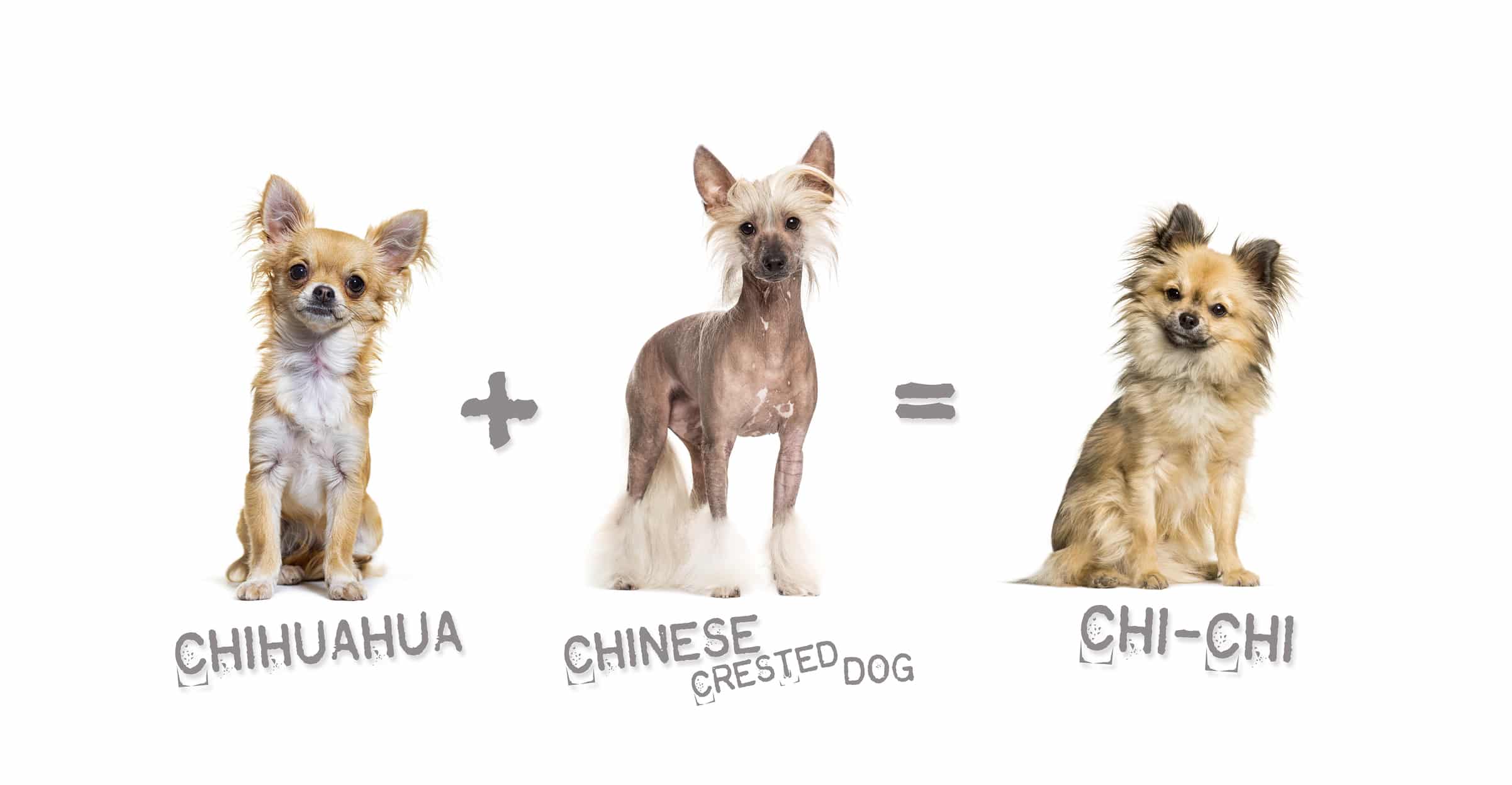 Chi Chi Dog Breed Information & Characteristics