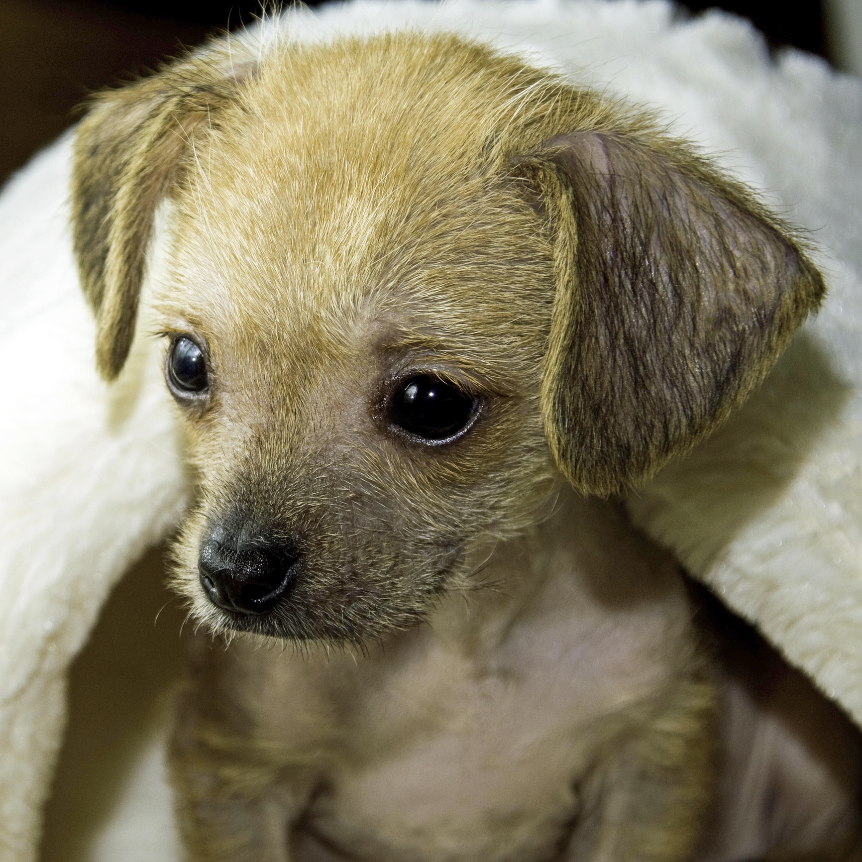 Chi Chi Dog Breed Information & Characteristics