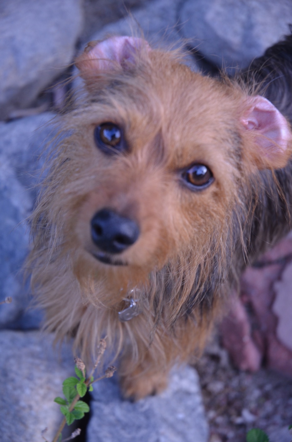 Dorkie Dog Breed Information & Characteristics