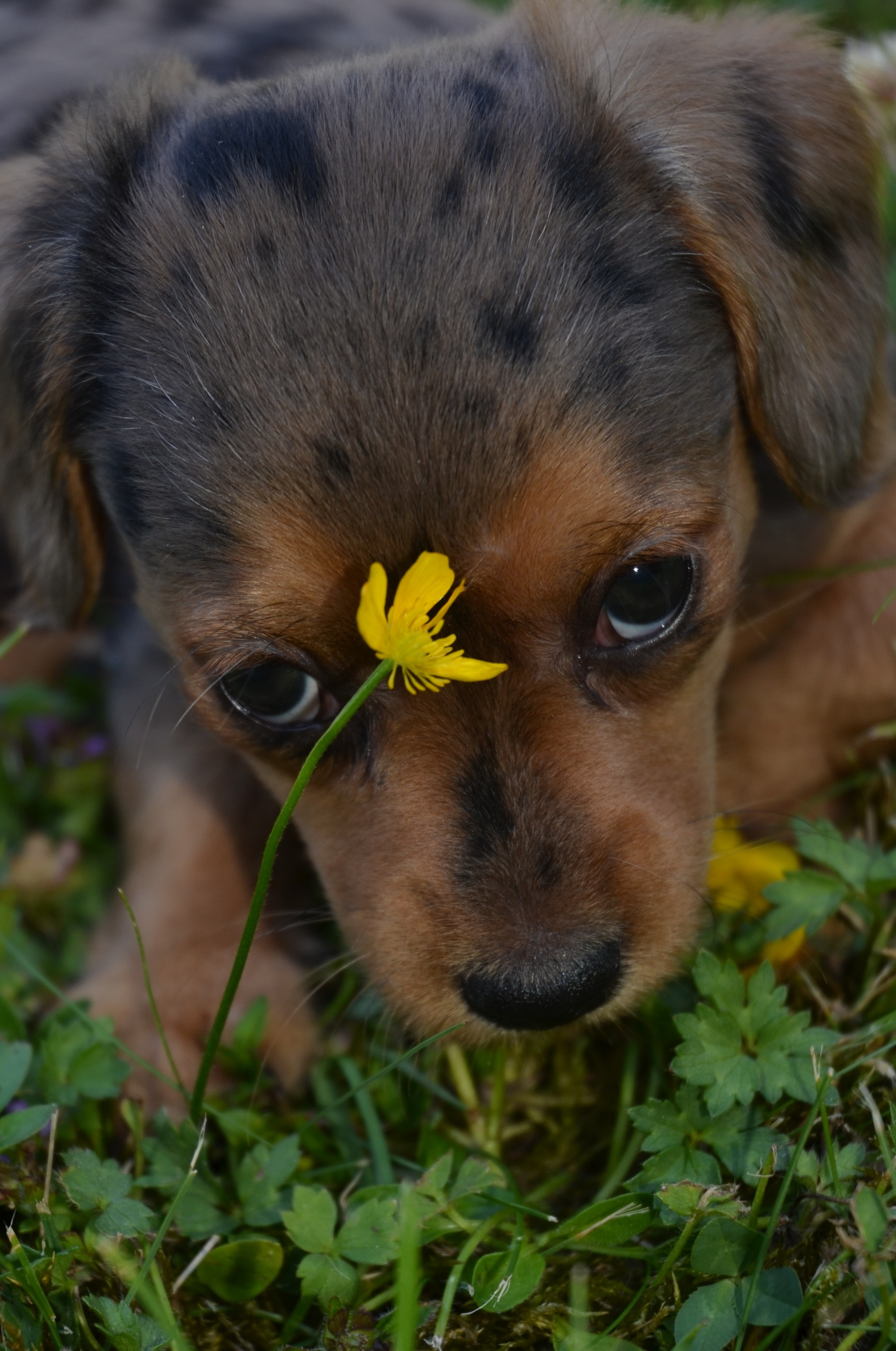 Dorkie Dog Breed Information & Characteristics