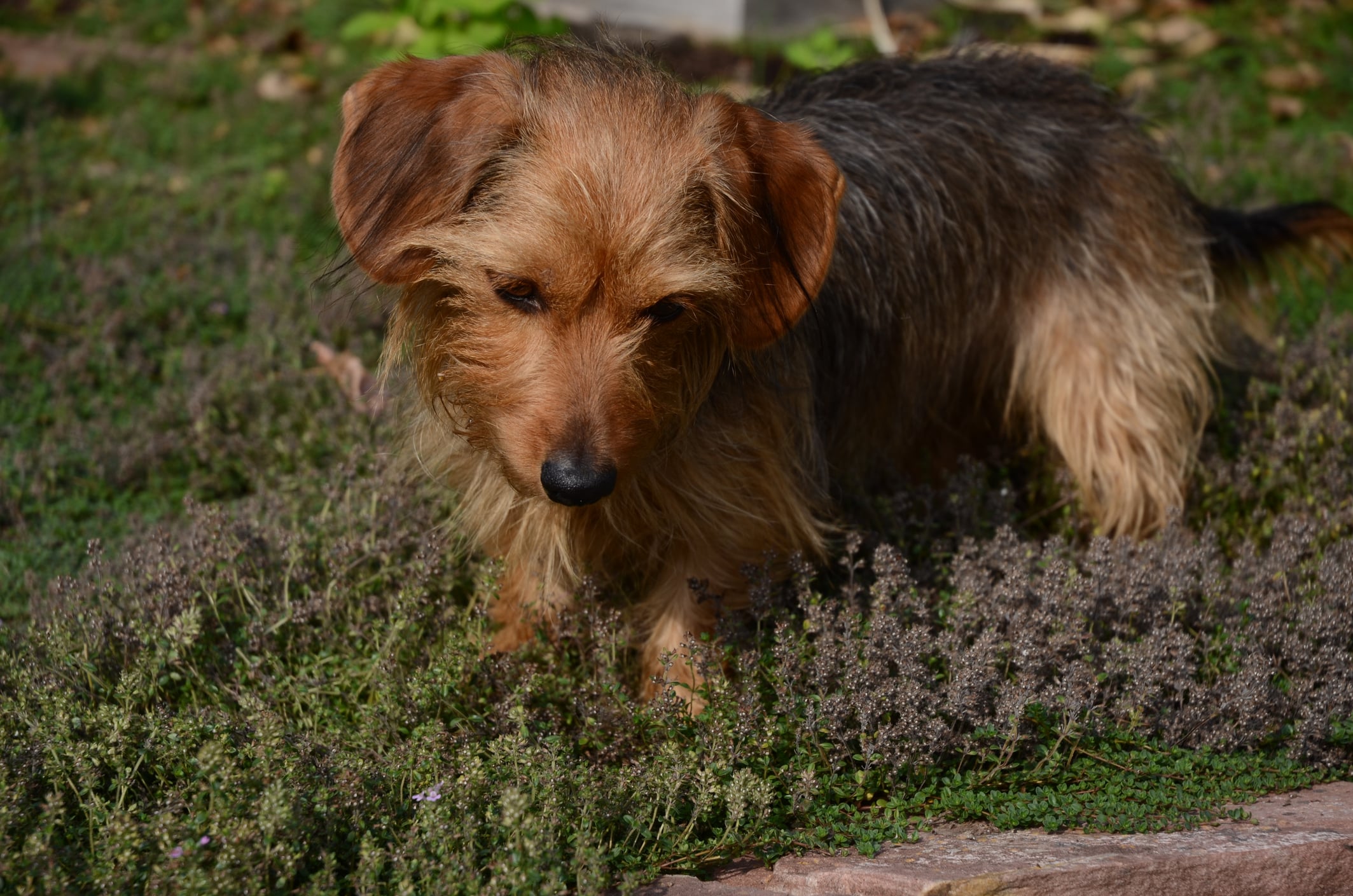 Dorkie Dog Breed Information & Characteristics