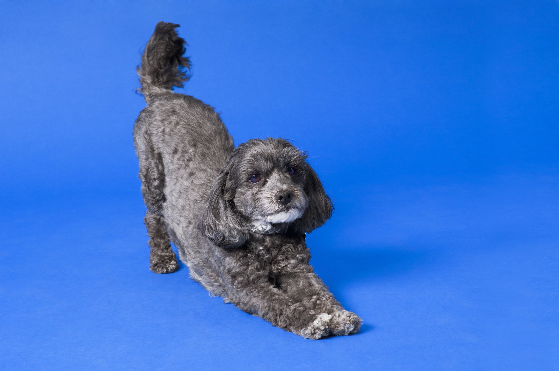 Terripoo Dog Breed Information & Characteristics