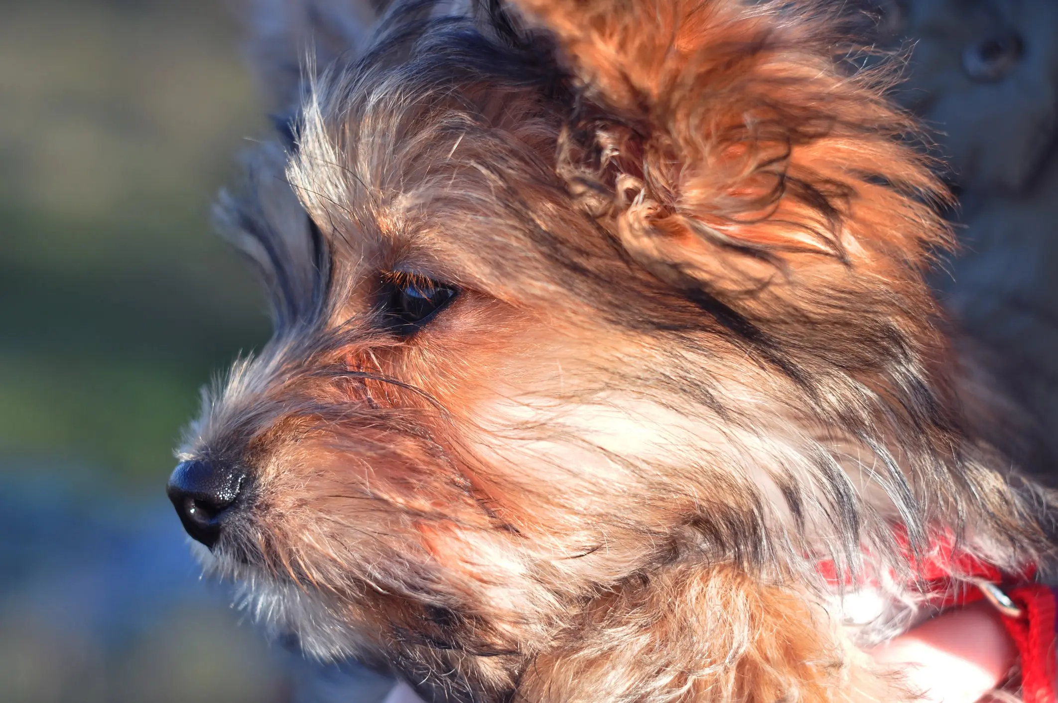 Chorkie Dog Breed Information & Characteristics