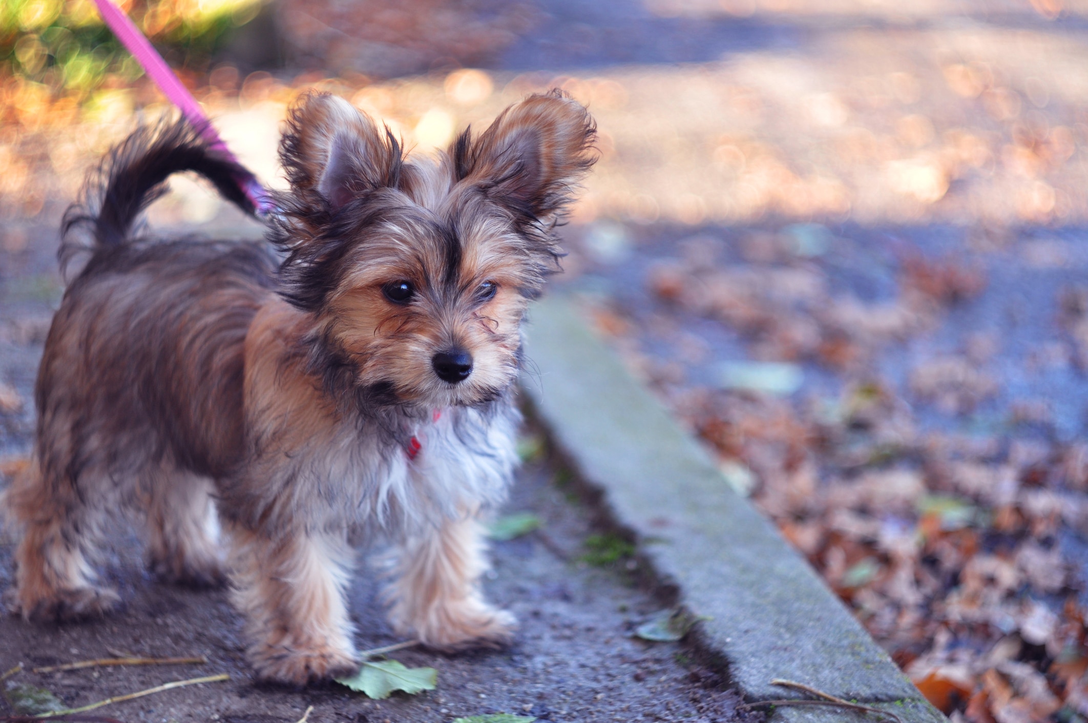 Chorkie Dog Breed Information Characteristics