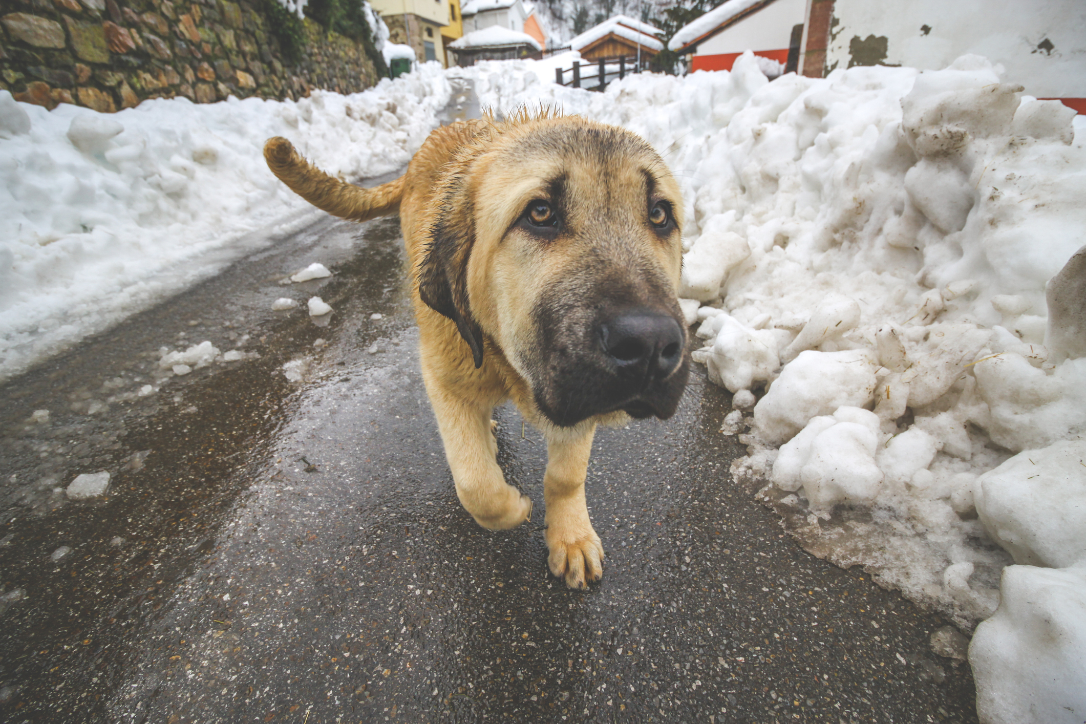 Spanish Mastiff Dog Breed Information & Characteristics