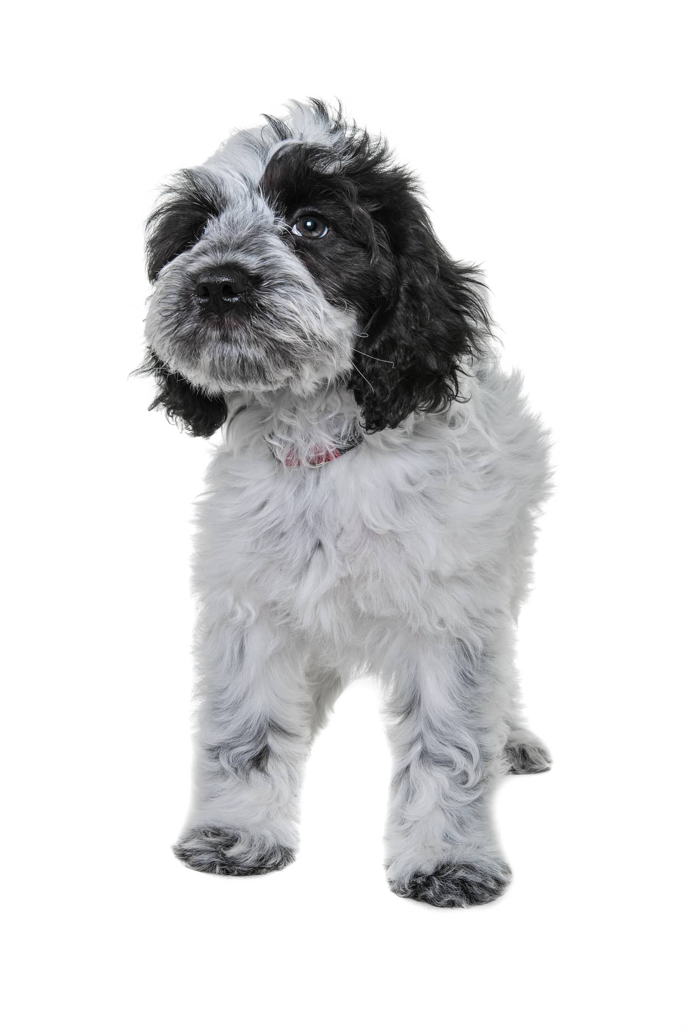 Papipoo Dog Breed Information & Characteristics