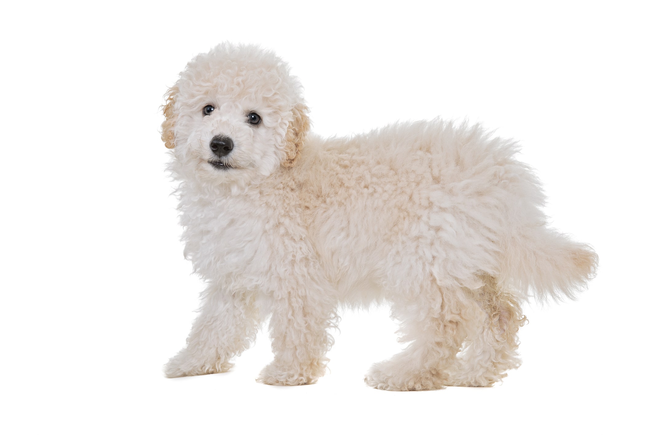 Papipoo Dog Breed Information & Characteristics