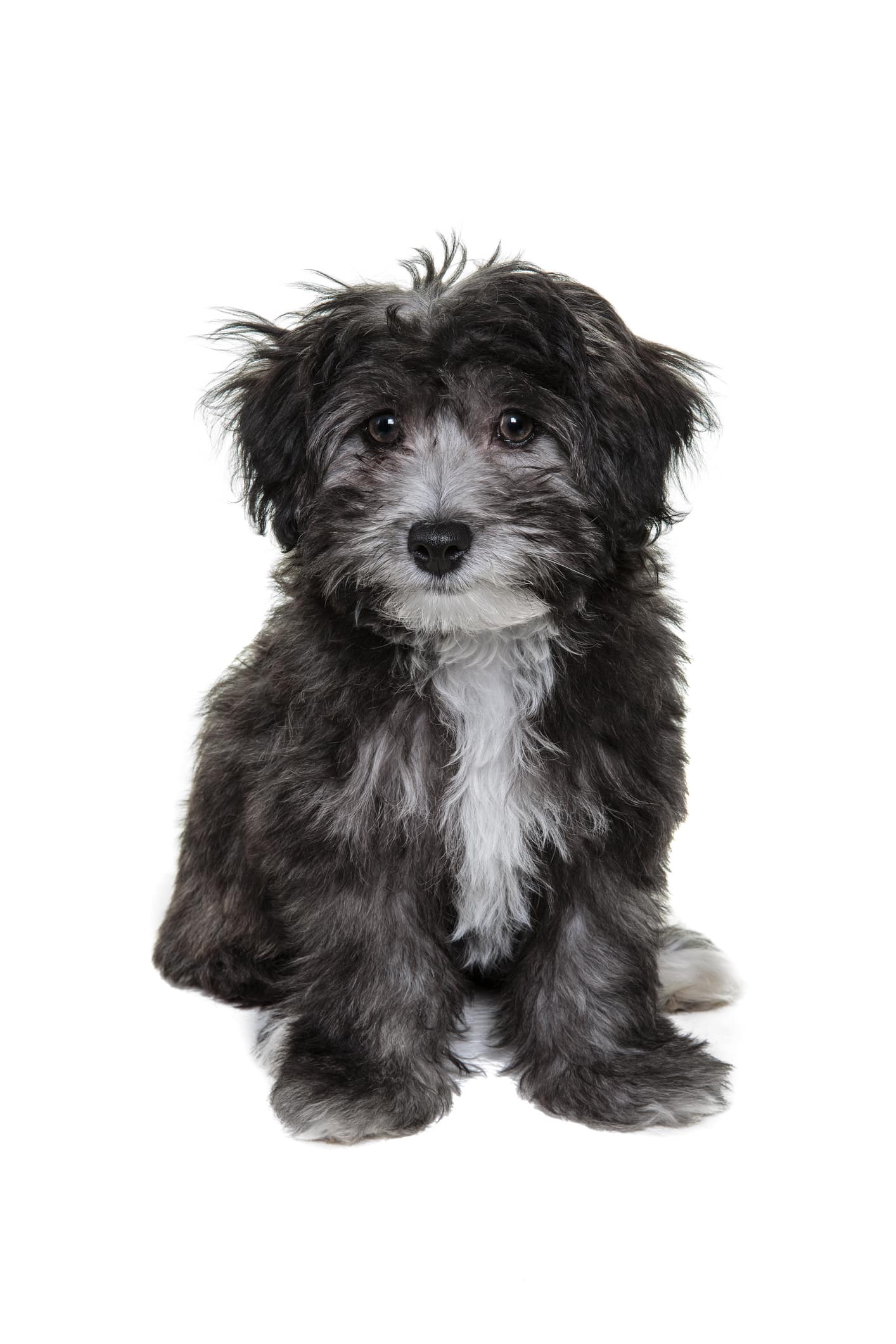 Papipoo Dog Breed Information & Characteristics