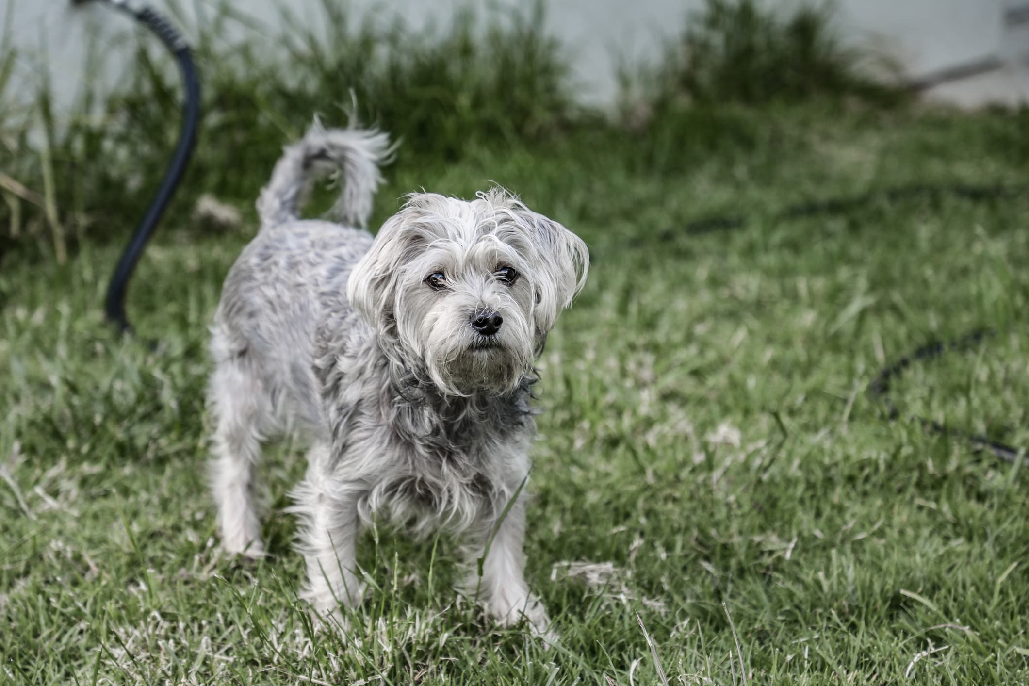 Chorkie Dog Breed Information & Characteristics