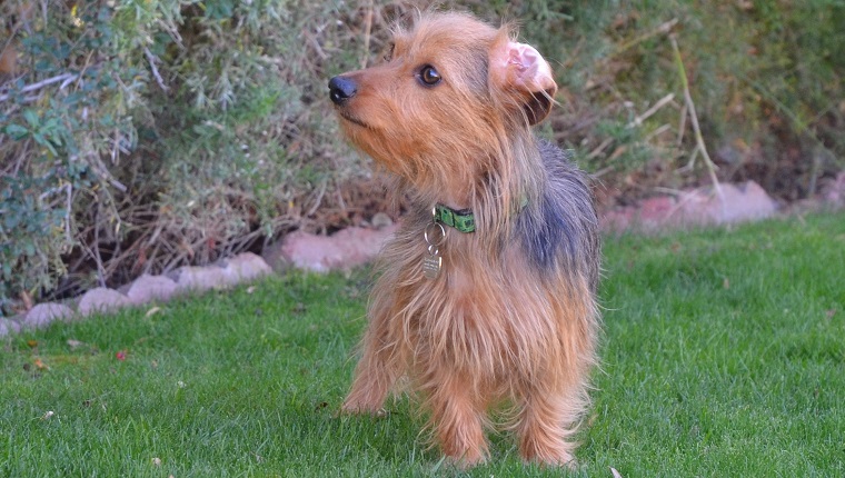 Dorkie Mixed Dog Breed Pictures, Characteristics, & Facts