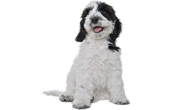 Papipoo Mixed Dog Breed Pictures, Characteristics, & Facts