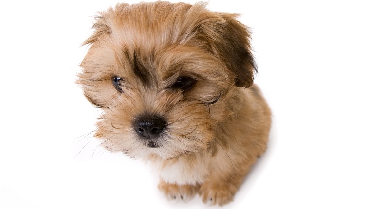 Shichon Mixed Dog Breed Pictures, Characteristics, & Facts