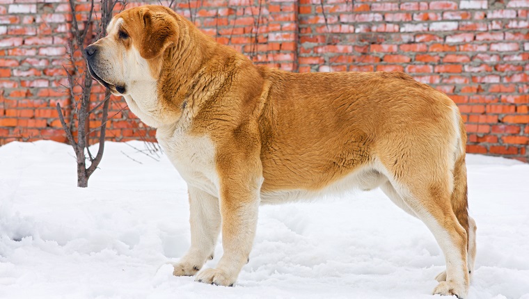 Spanish Mastiff Dog Breed Pictures, Characteristics, & Facts