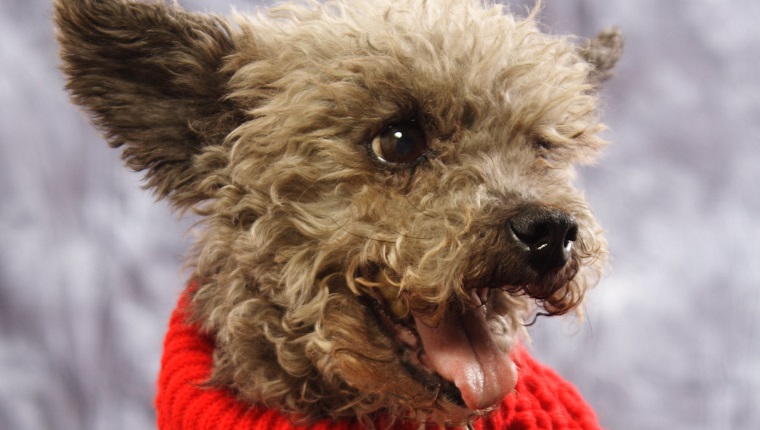 Terripoo Dog Breed Information & Characteristics