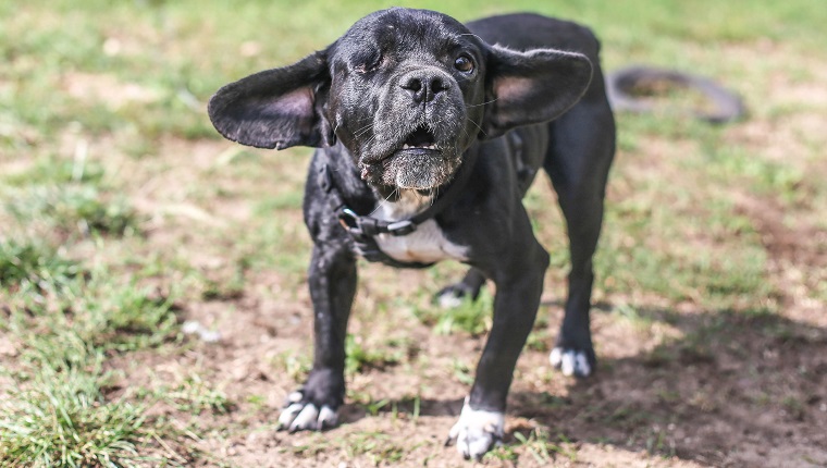 Frengle Mixed Dog Breed Pictures, Characteristics, & Facts