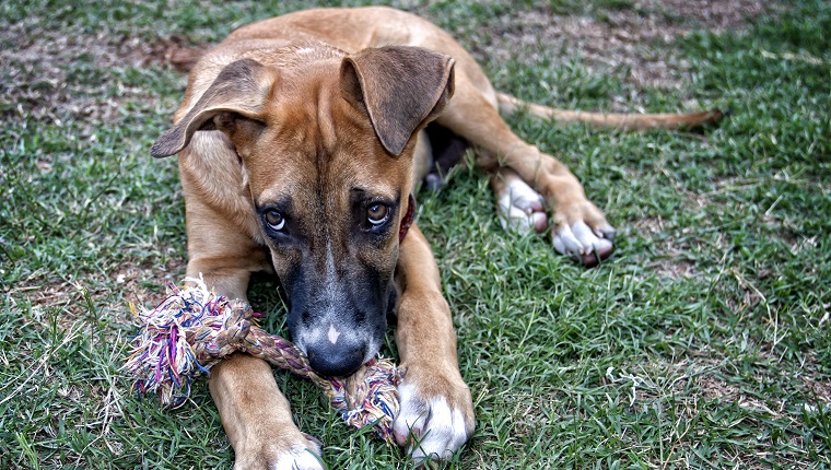 German Shepherd Pit Bull Dog Breed Information & Characteristics
